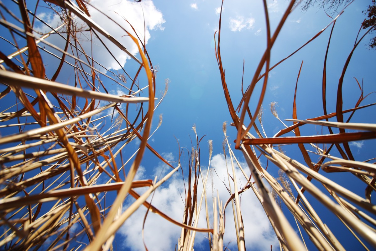 福井 | レポート： 三方湖のヨシ刈りチャレンジと食べもの体験!! | SAVE JAPAN プロジェクト 2022-2023