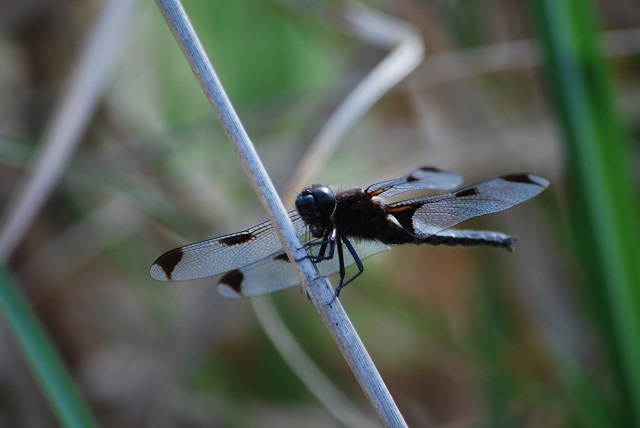 大分 | イベント： 今年も観られるかな？ベッコウトンボ観察会2024 | SAVE JAPAN プロジェクト 2023-2024