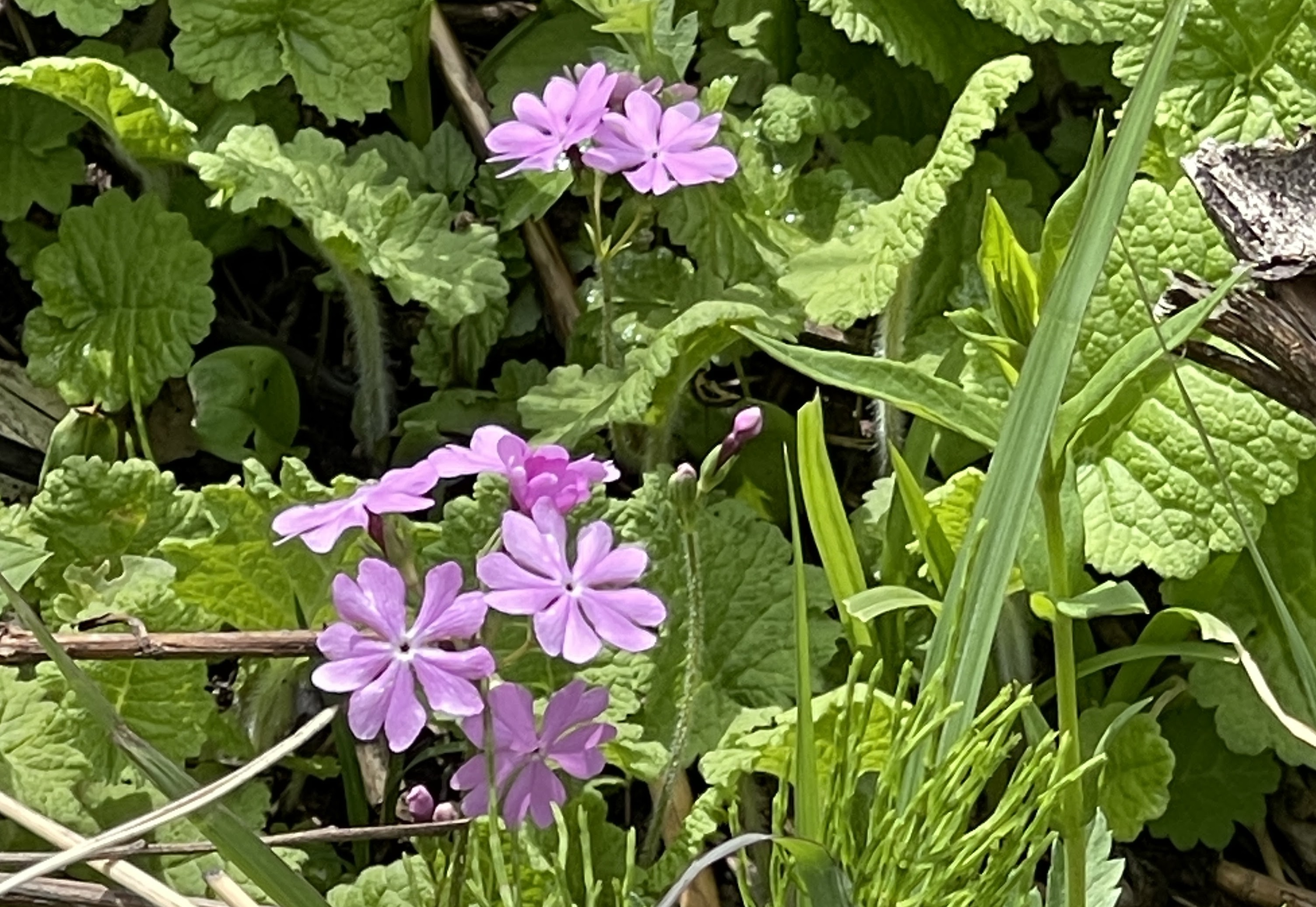 岡山 | イベント： サクラソウと蒜山の春 | SAVE JAPAN プロジェクト 2023-2024