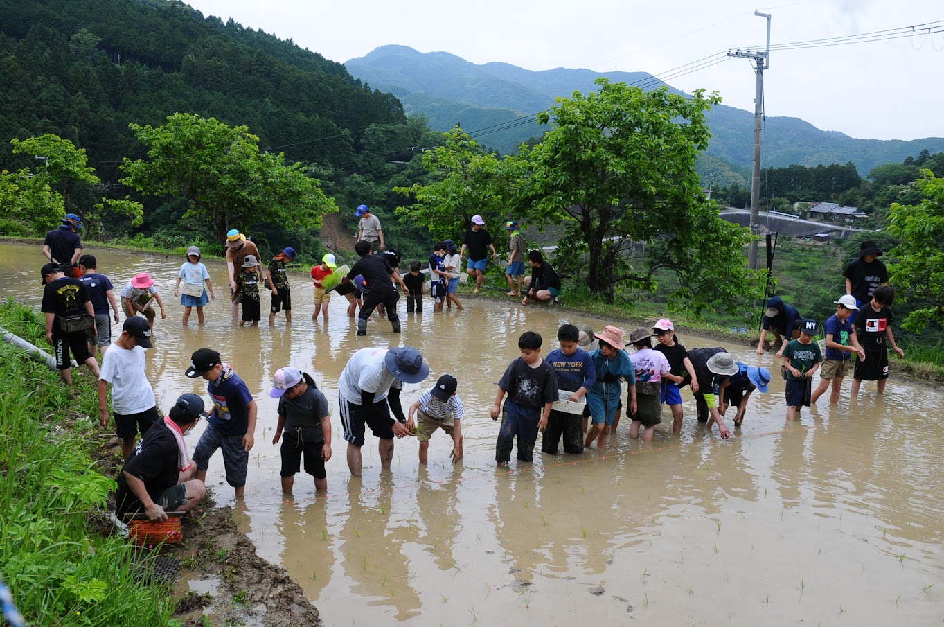 和歌山 | レポート： 生き物いっぱい！ 棚田復活大作戦！ 第2弾！（第3回活動） | SAVE JAPAN プロジェクト 2023-2024